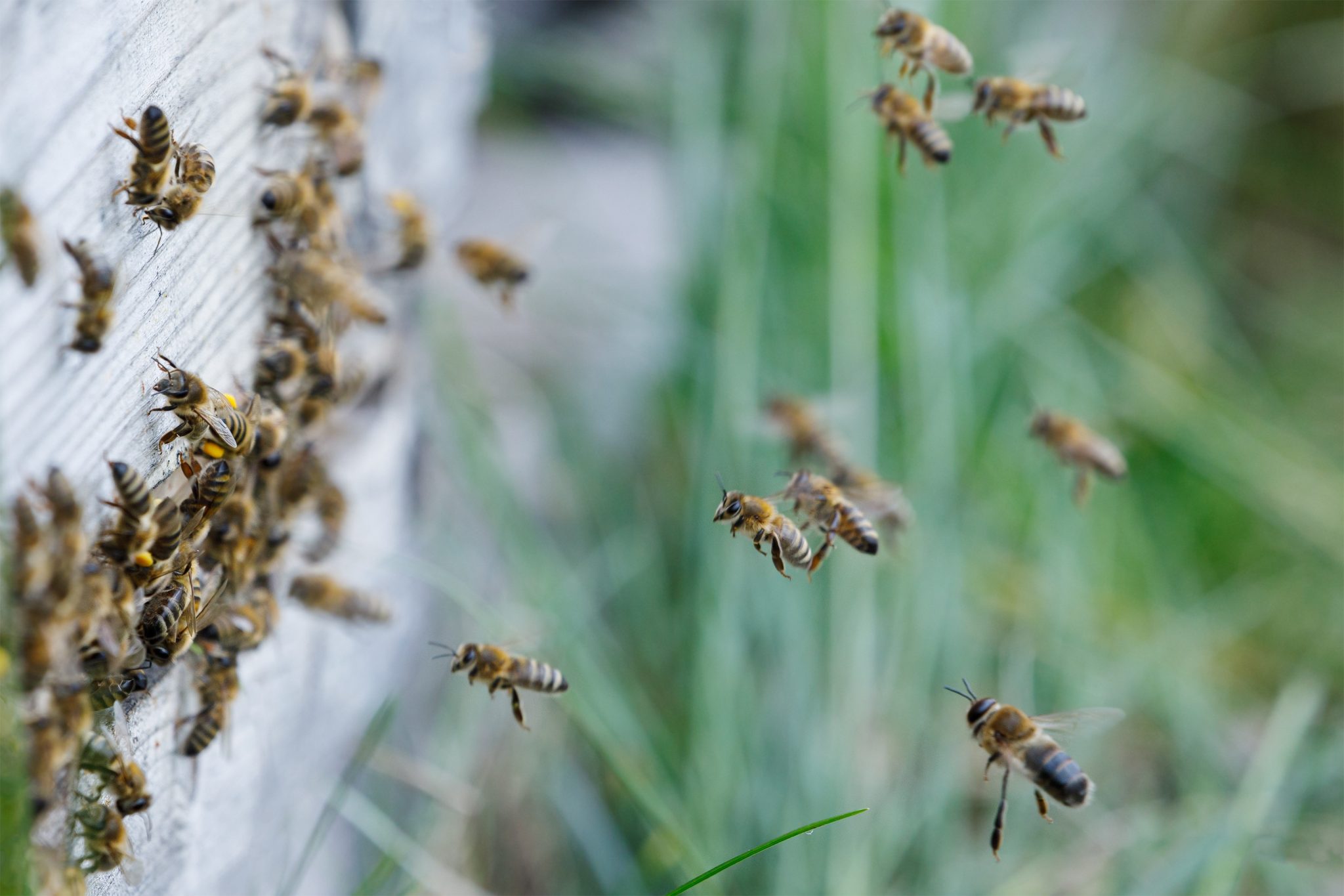 OÖ Landesverband für Bienenzucht - Wo Bienen und Imker*innen zu Hause sind
